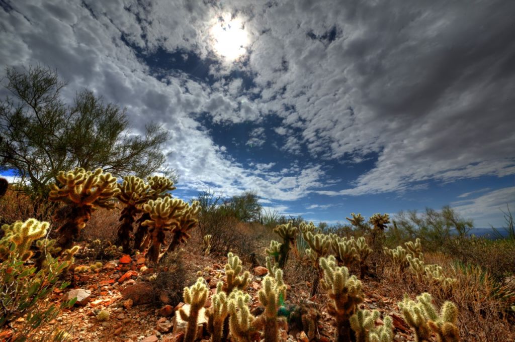 Découvrir le désert du Sonora au Arizona-Sonora Desert Museum ...
