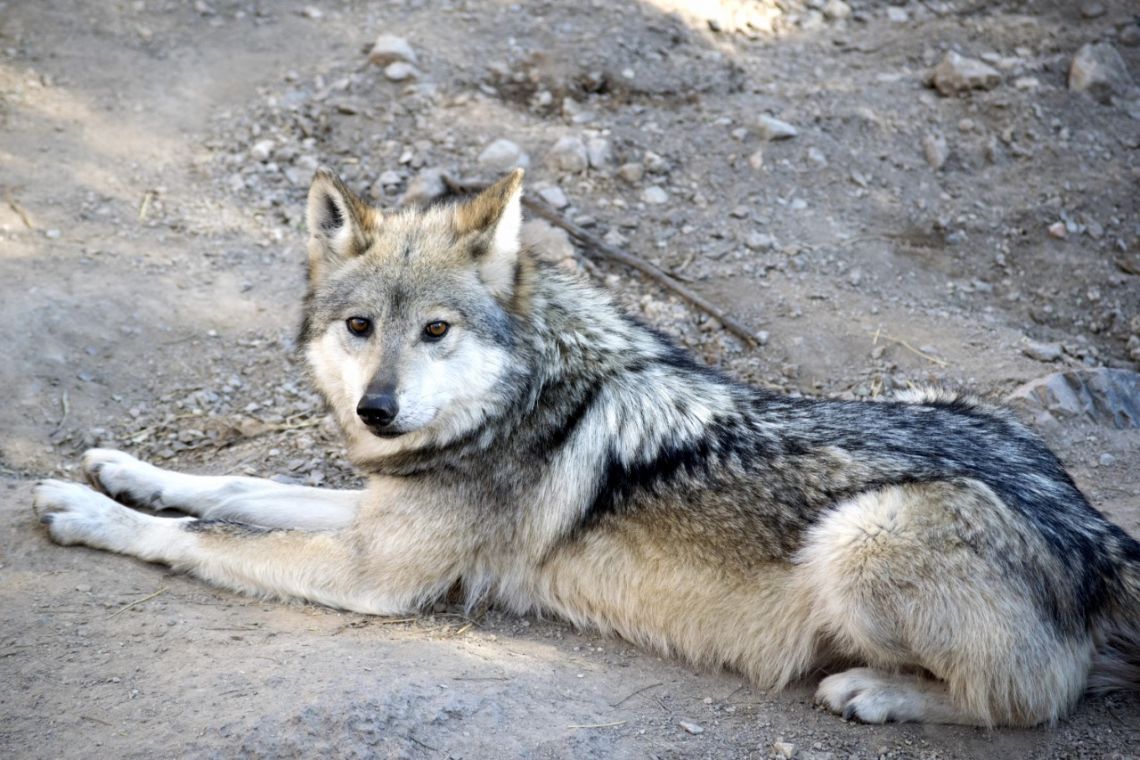 Découvrir le désert du Sonora au Arizona-Sonora Desert Museum ...